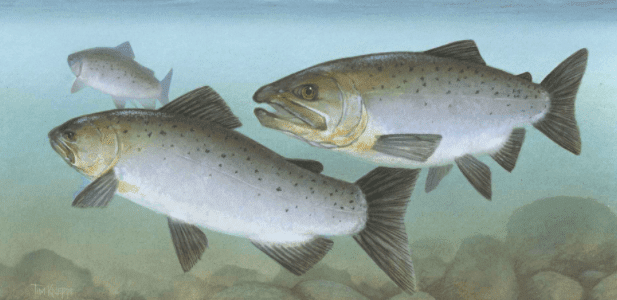 Salmon Fish Name in Different Languages | Indian Salmon Fish in Tamil ...