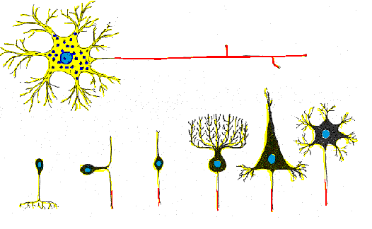 Neuronas: SISTEMA NERVIOSO