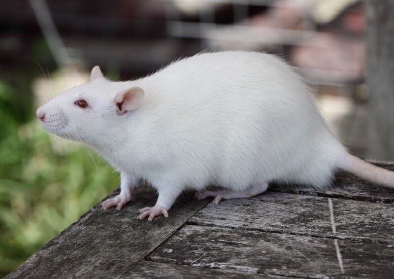 Rattaria Brasil (Oficial) : Siamese? Himalayan? Albino?