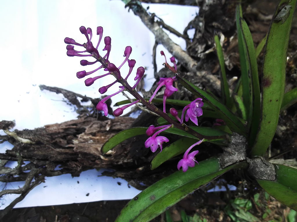 Aerides ringens care and culture | Travaldo's blog