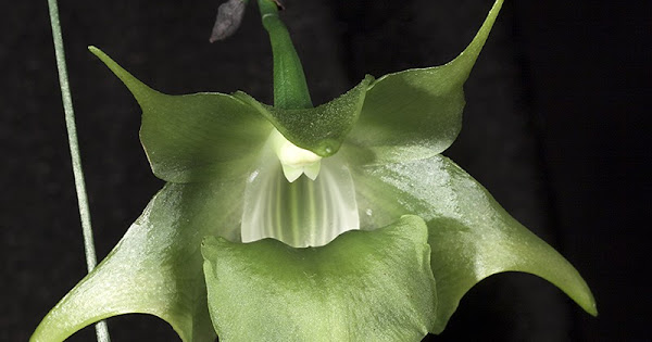 Aeranthes orthopoda orchid plant care and culture | Travaldo's blog