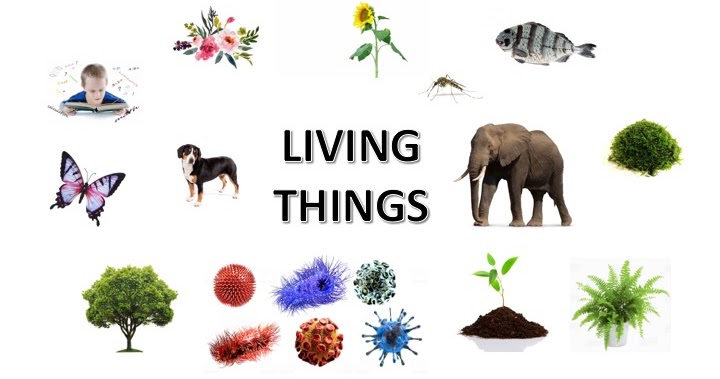 PIS BARODA STD-3: EVS 25/06/2020 CHAPTER -4 (LIVING THINGS) VIRTUAL ...