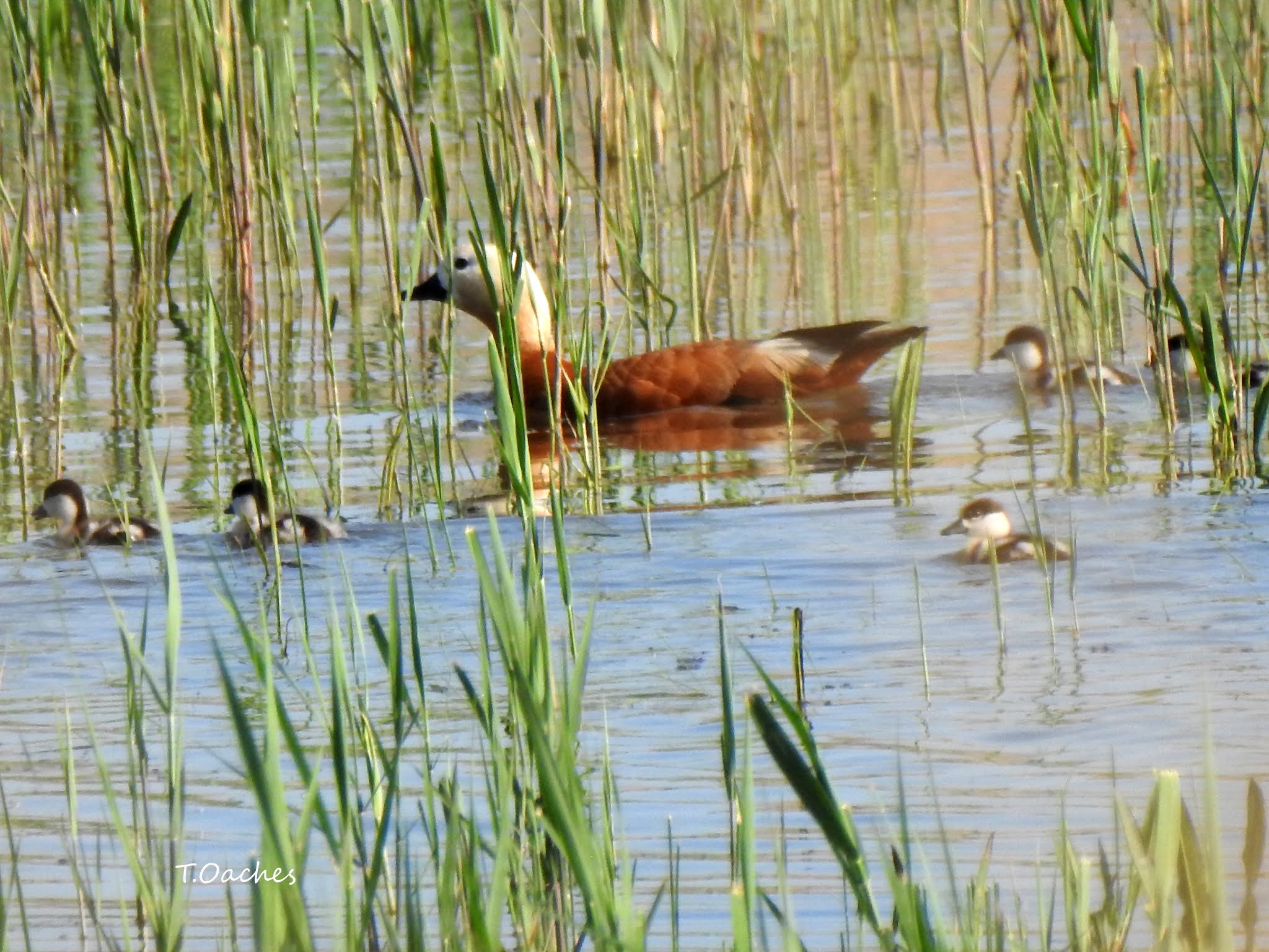 PASARI DIN ROMANIA: CALIFAR ROSU, Tadorna ferruginea