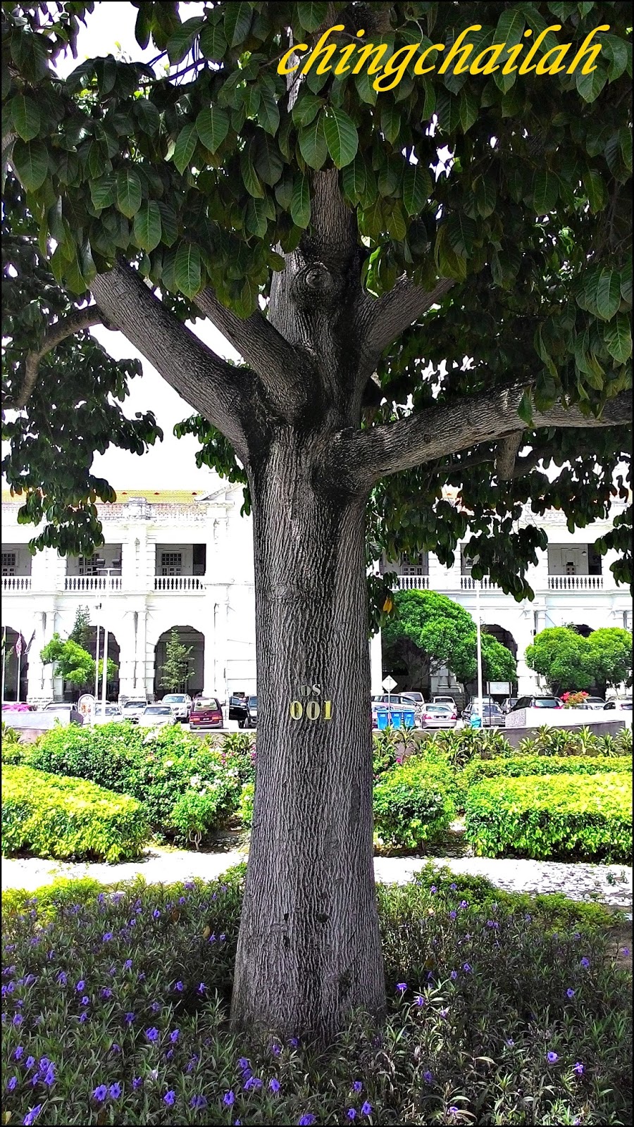 Simple Living In Nancy: Terrible Thunderstorm Brought Down Our Ipoh Tree.