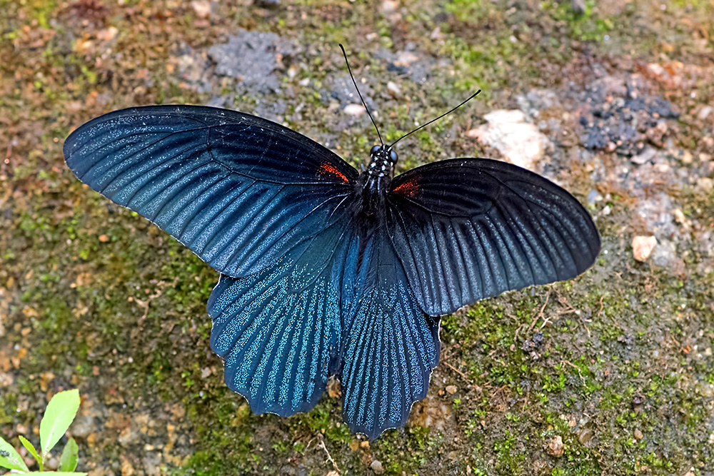 Papilio memnon DATASHEET | BugsAlive