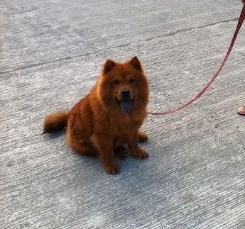 pet catalog: Chow Dog With Pcci Papers
