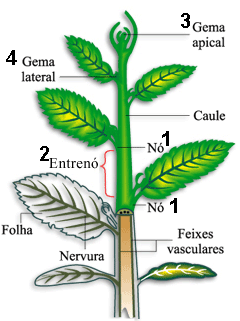 Botânica: Morfologia do Caule - Introdução