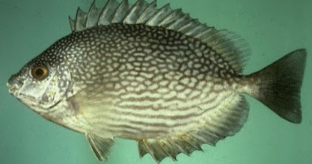 Ikan Baronang Klasifikasi Morfologi Habitat Dll Melek Perikanan