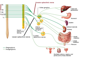 easyhumanatomy: Autonomic plexuses related with lumbar splanchnic nerves