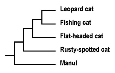 Synapsida: Small Cats: The Manul and the Rusty-Spotted Cat