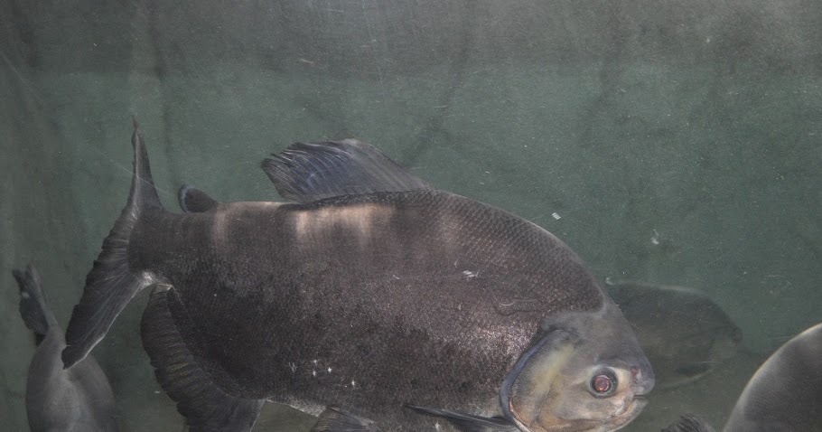 ZOOTOGRAFIANDO (5.836 ANIMALS): PIRAPITINGA / PIRAPITINGA (Piaractus ...