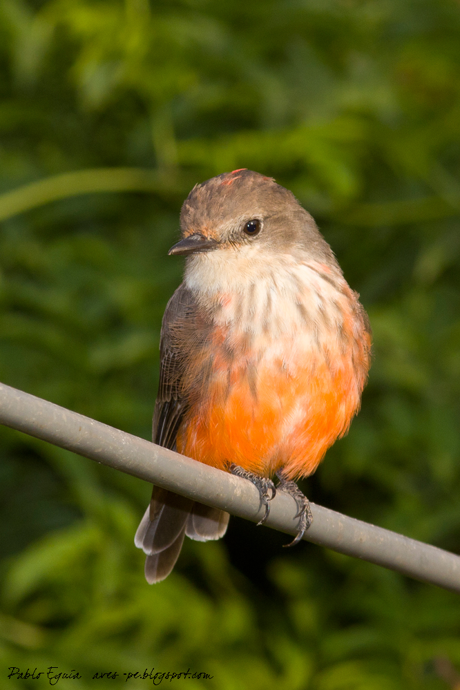 mis fotos de aves: Pyrocephalus rubinus Churrinche Common Vermilion ...
