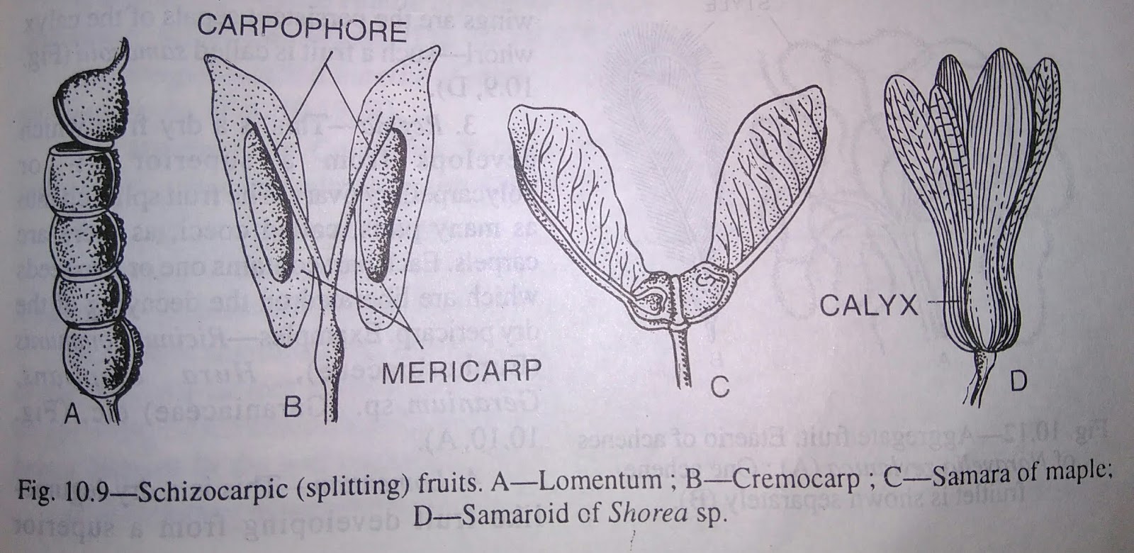 Schizocarpic or Splitting fruits-digieduco