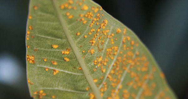 shiatoshi: Plant Rust Disease And Treatment