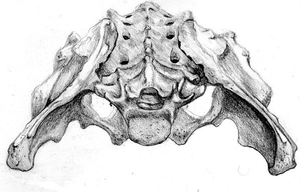 Art Blog: Pelvis Drawings