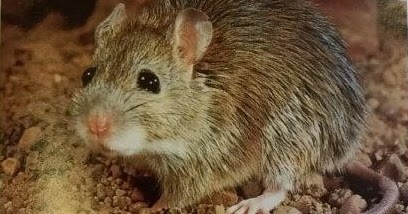 Toowoomba Field Naturalists: Pale Field Rat - Rattus tunneyi