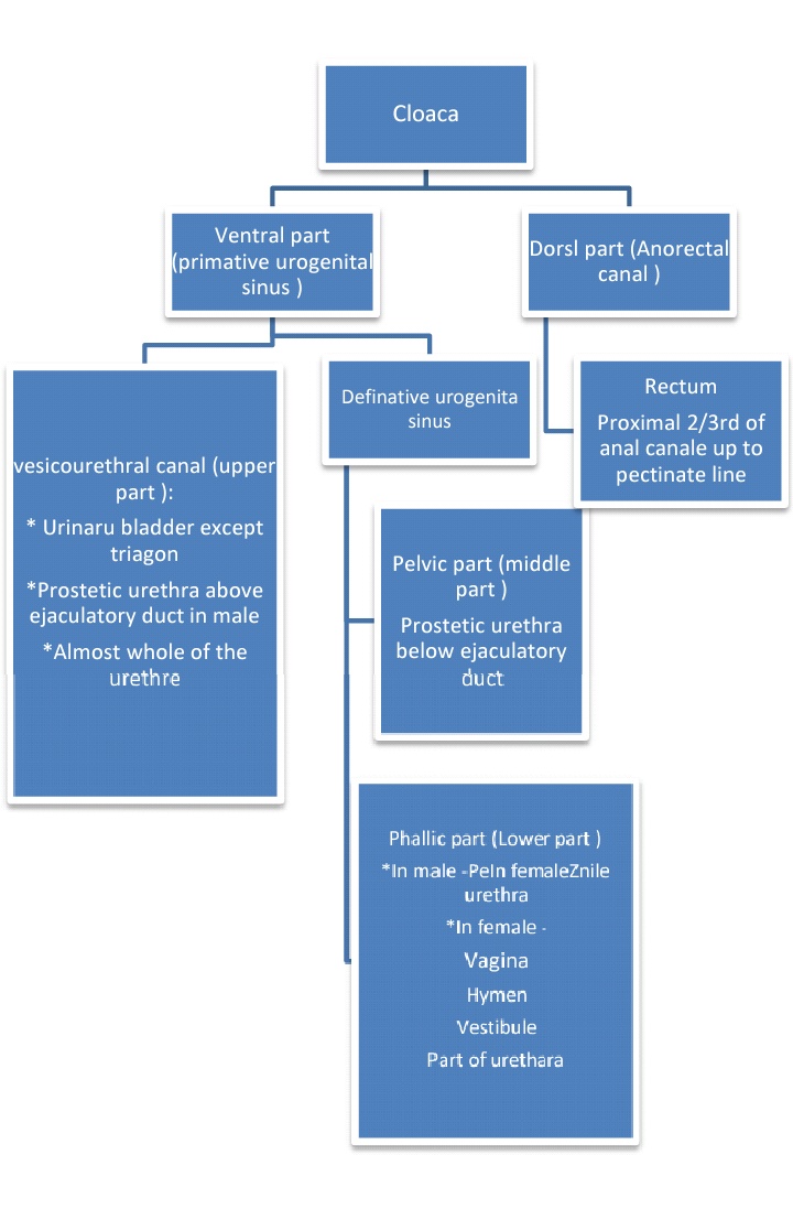 Medical Science Made Easy: Cloaca derivatives at a glance