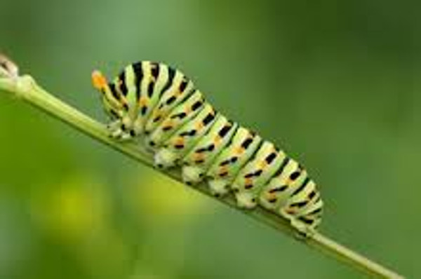 3de leerjaar "De Puzzel" Vorst: WO: Thema 7