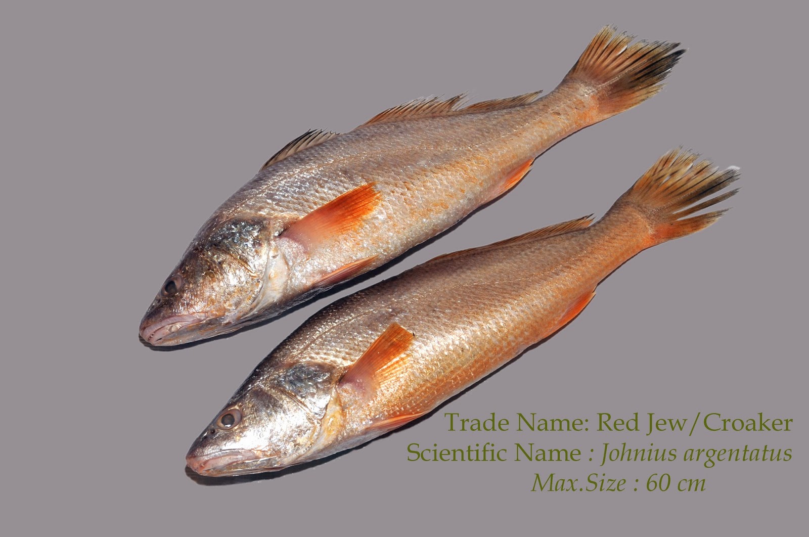 Yellow Croaker / Red Jewfish / Silver Jewfish