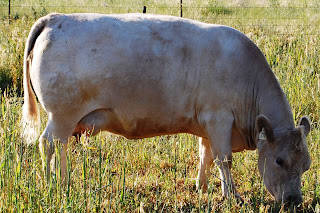 Mabelie Square Meaters Cattle Stud: Females