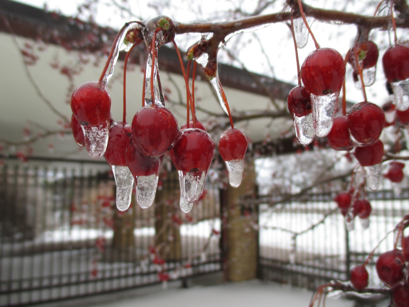 Rotary Botanical Gardens - Hort Blog: Mother Nature's Gentle Reminder