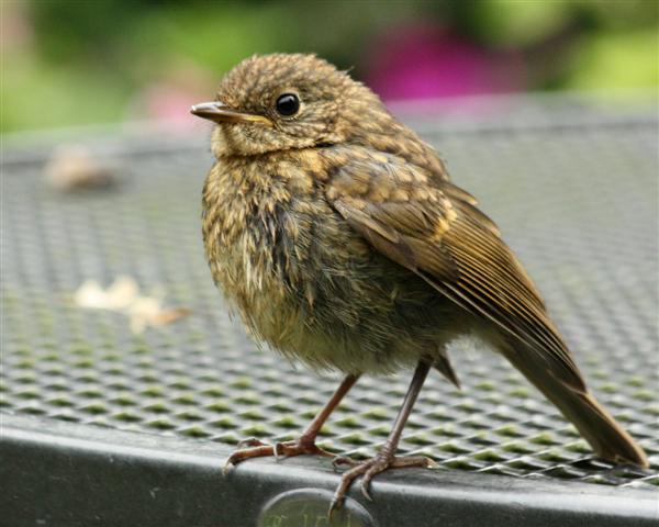 Wildlife Watching with FAB.: Young Robin.