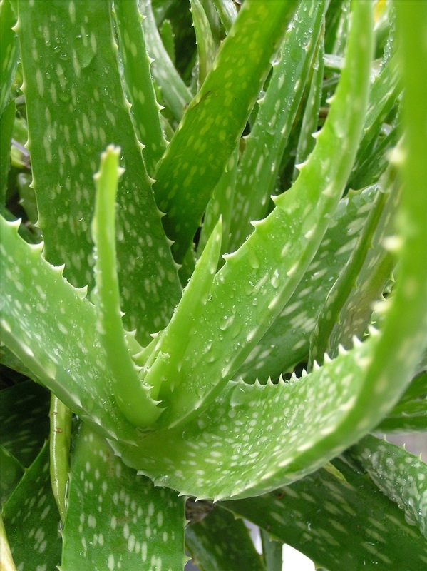 La vie simple: L'aloe vera : origines, culture et récolte
