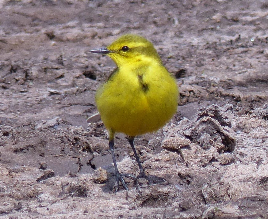 St Helens Birds and Wildlife Gallery: Black-necked Grebes and Yellow ...