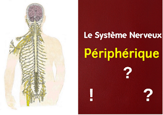Le Système Nerveux Périphérique - Biologie