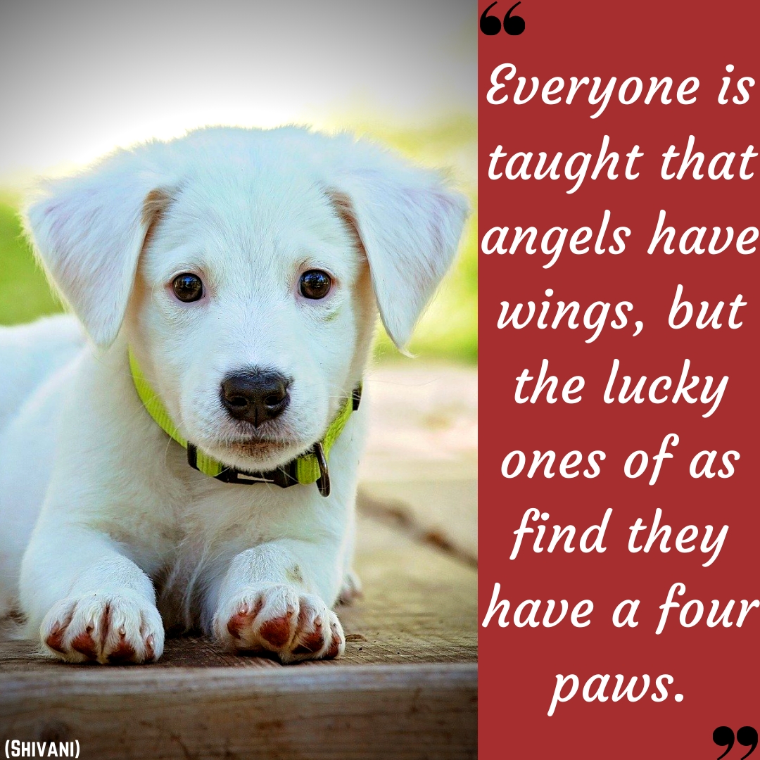 Best 100 Inspirational Dog Quotes About Love, Best Friend And Loyalty ...