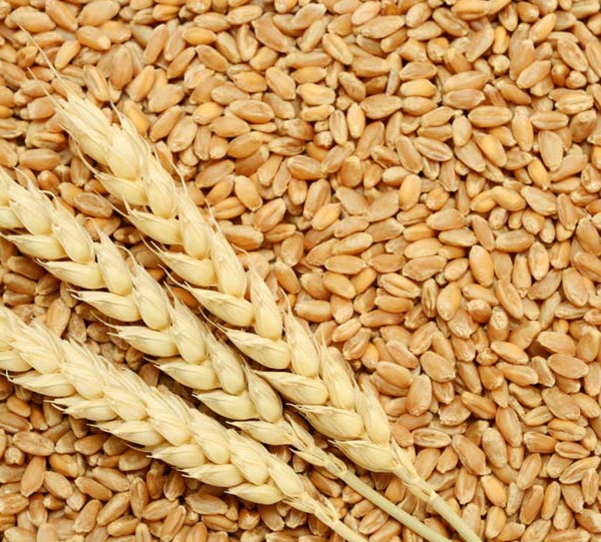 Recetas Saludables con Vegetales