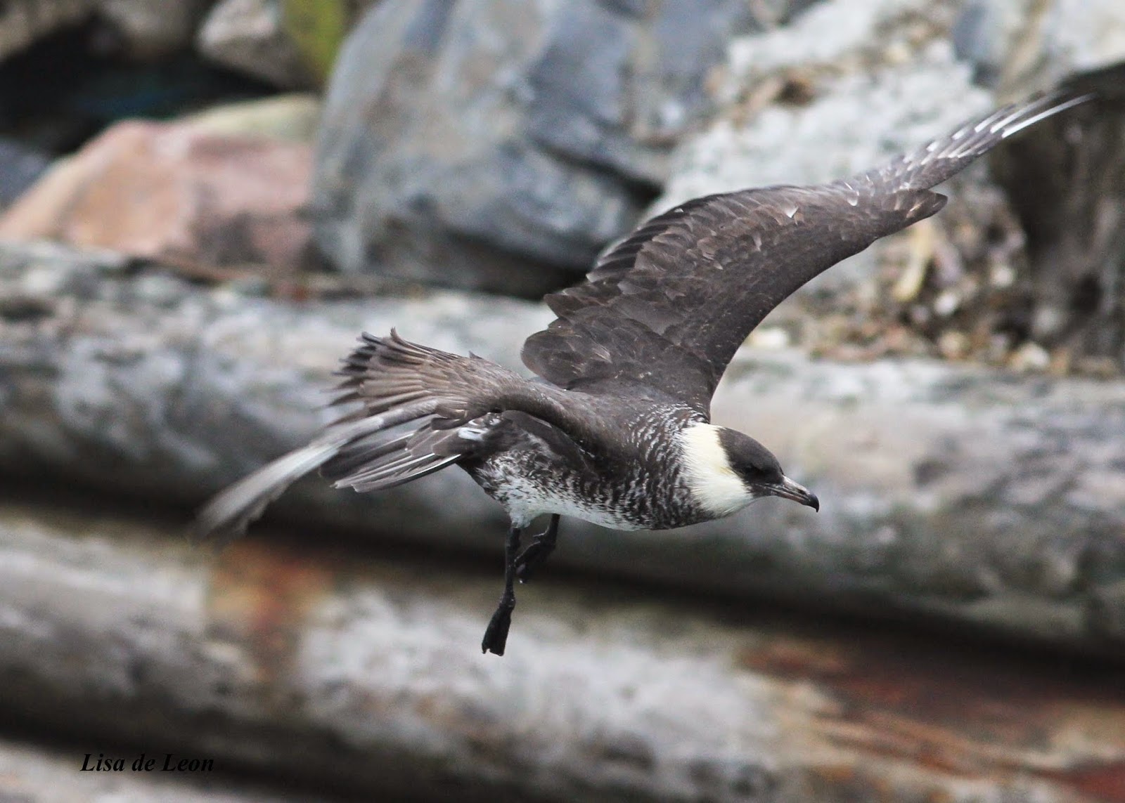 Birding with Lisa de Leon: Strange Influx of Jaegers
