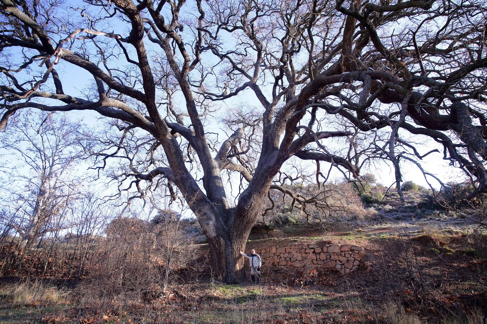 NATURALEZA y más: EL QUEJIGO DE LA CASA DE LA VEGA.