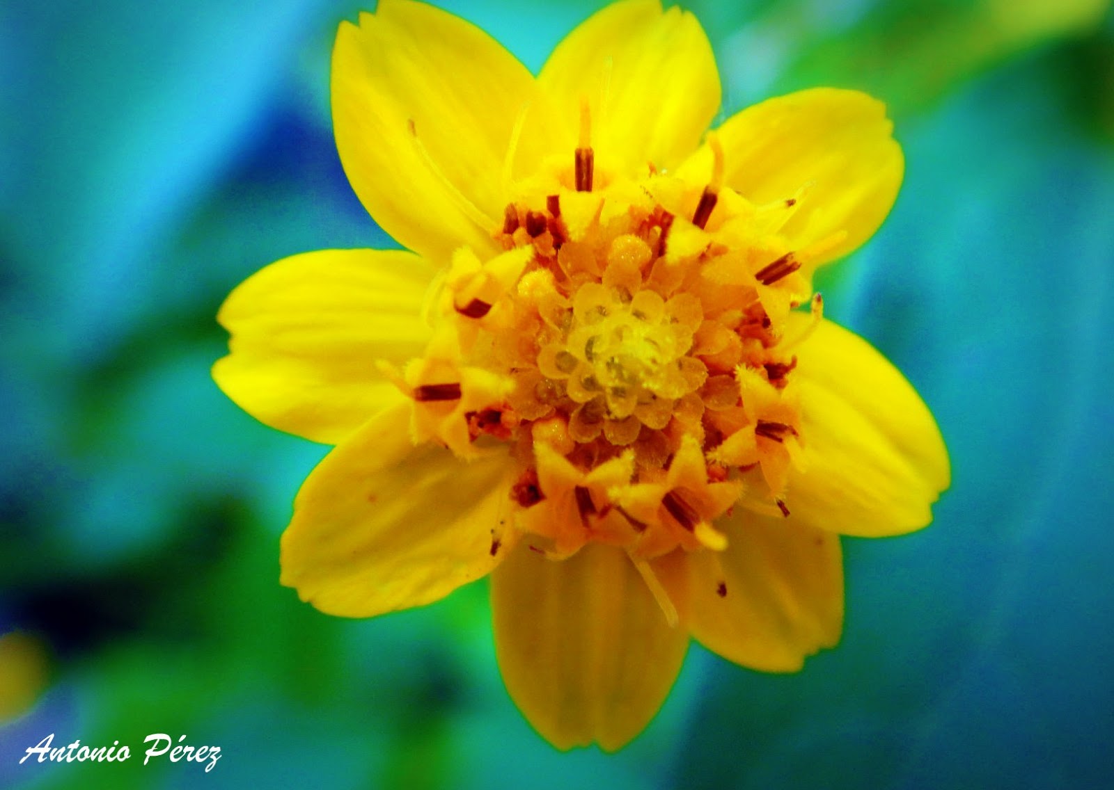 Fotos de Anper: Flor amarilla