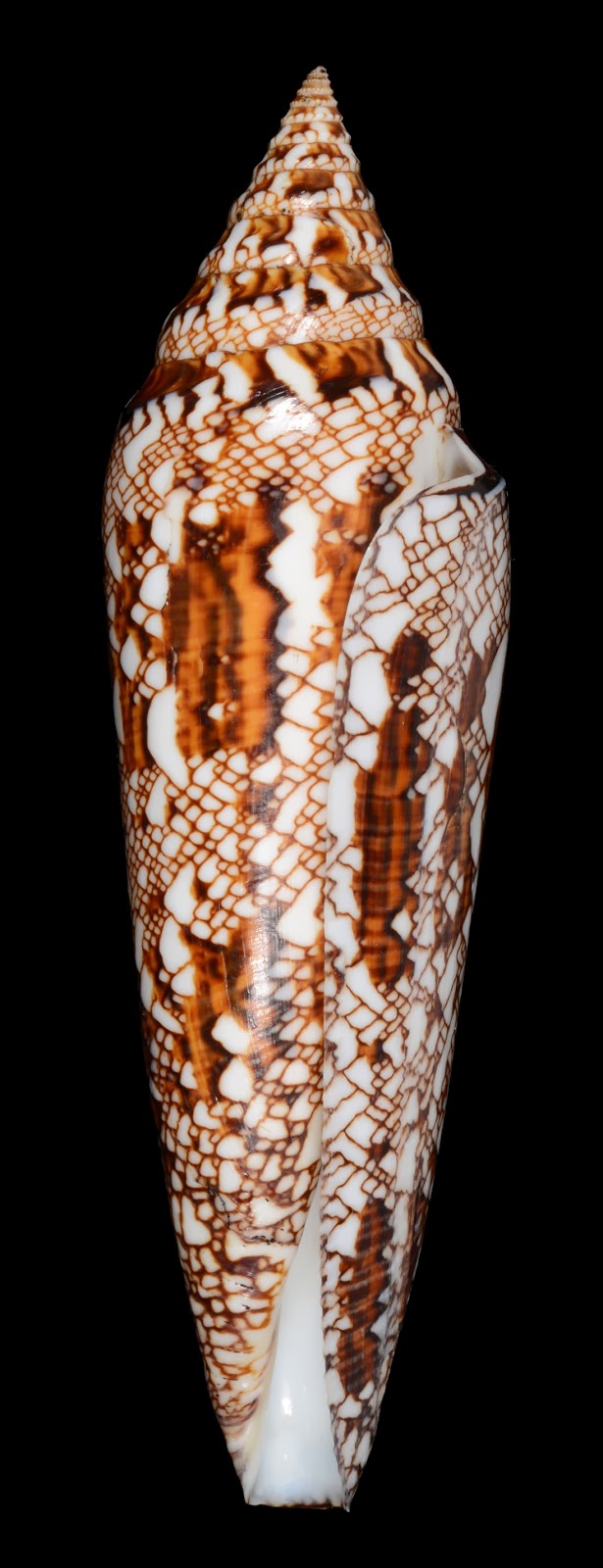 Dr. Lee's Gallery Museum: Conus bengalensis 123.2mm (Long and dark) 孟加拉芋螺