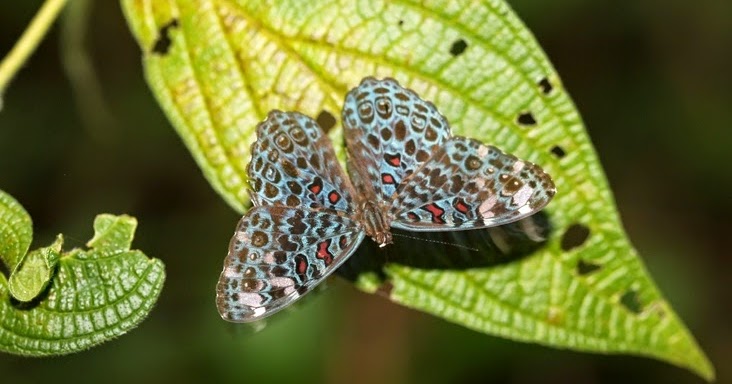 Borboletas e Mariposas: Hamadryas chloe (Stoll, 1787)