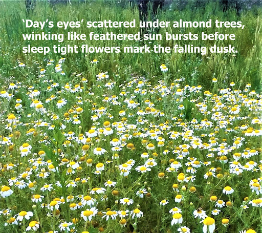 A POEM A DAY - DAISIES
