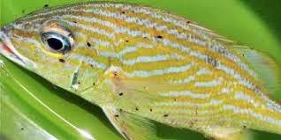 Penyakit dan Parasit pada Ikan