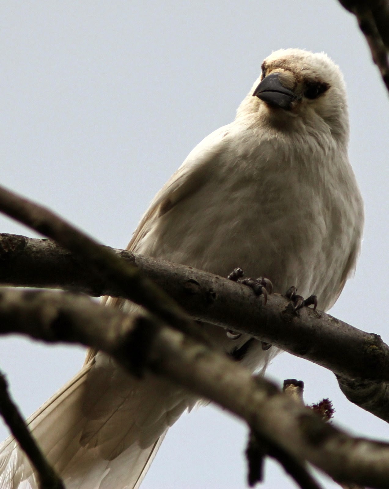 WEST YORKSHIRE BIRDING: White Crows, Whitethroats and Mistle Thrush