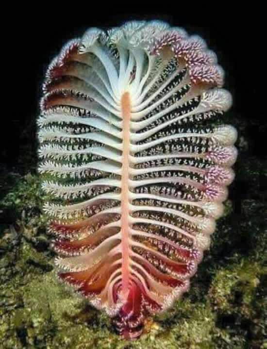 Bunga Megapuspa Mekar di Puncak Jayawijaya Papua