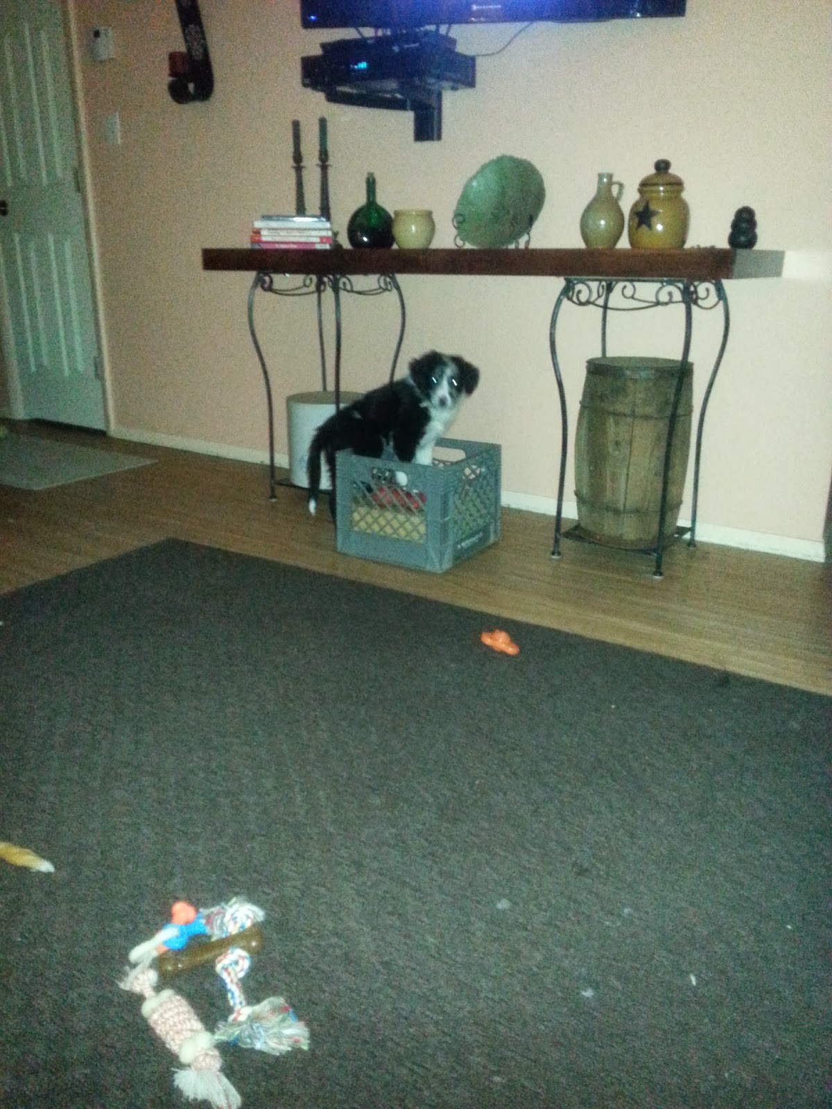 Raising Cinder, a Border Collie Puppy: Growing Up is Hard to Do