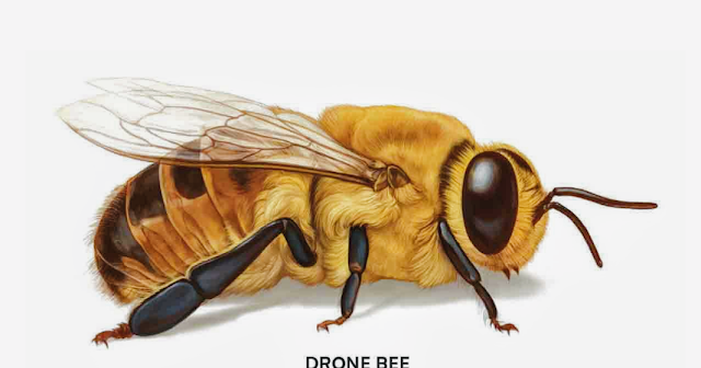 How Long Do Honey Bees Live? The Bee Lifespan!