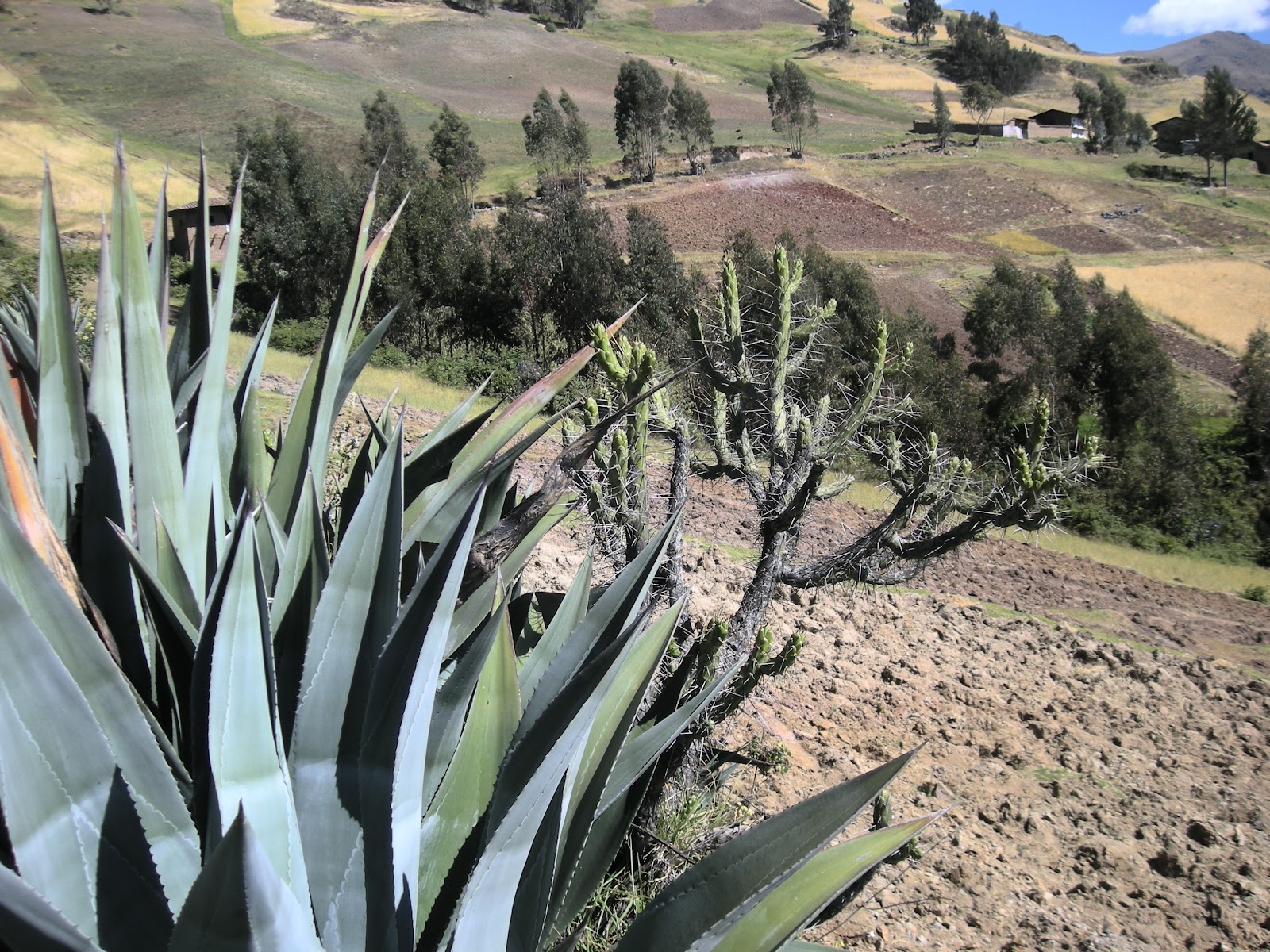 MACHE - PERÚ: FLORA SILVESTRE EN EL DISTRITO DE MACHE