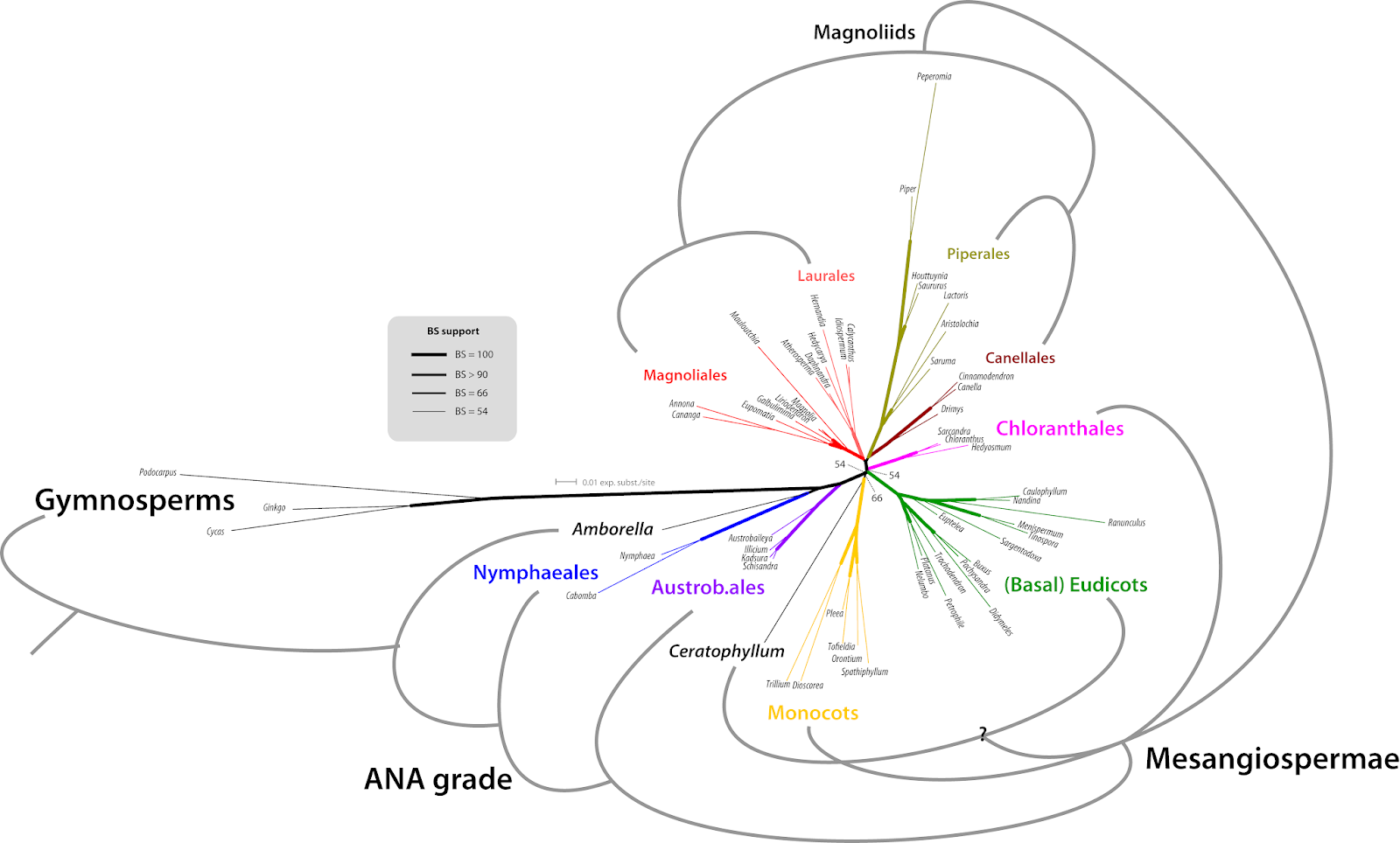The Genealogical World of Phylogenetic Networks: Why the emperor has no ...