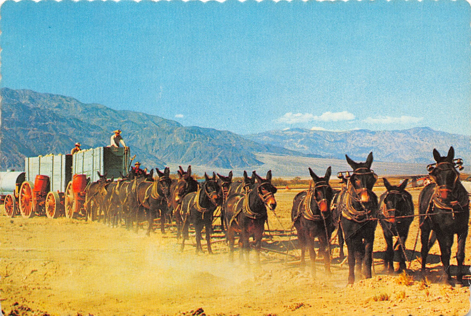 Twenty Mule Team | Jack's Postcards