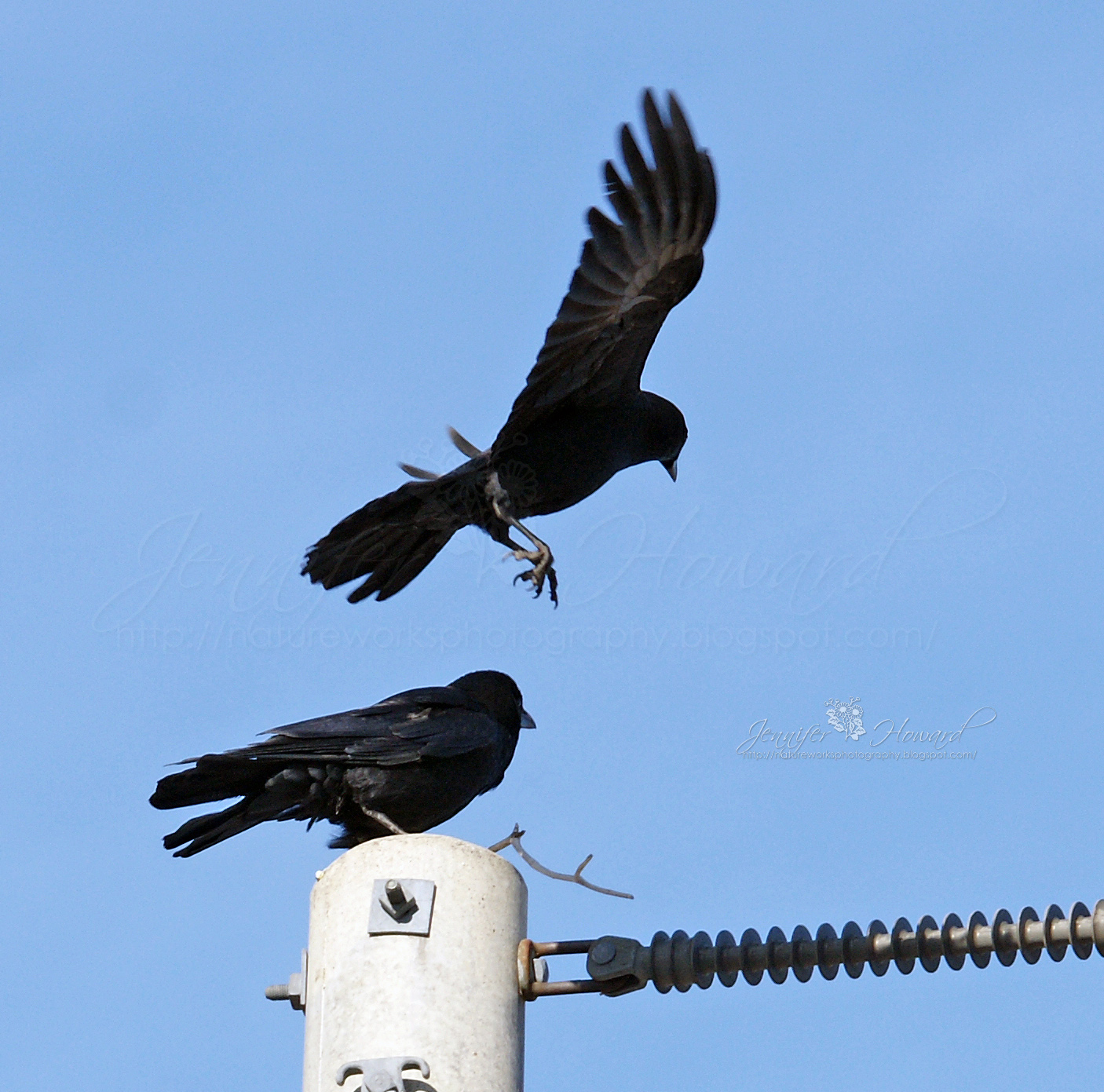 Nature Works Photography: Common Crows mating & attracting a mate March 24
