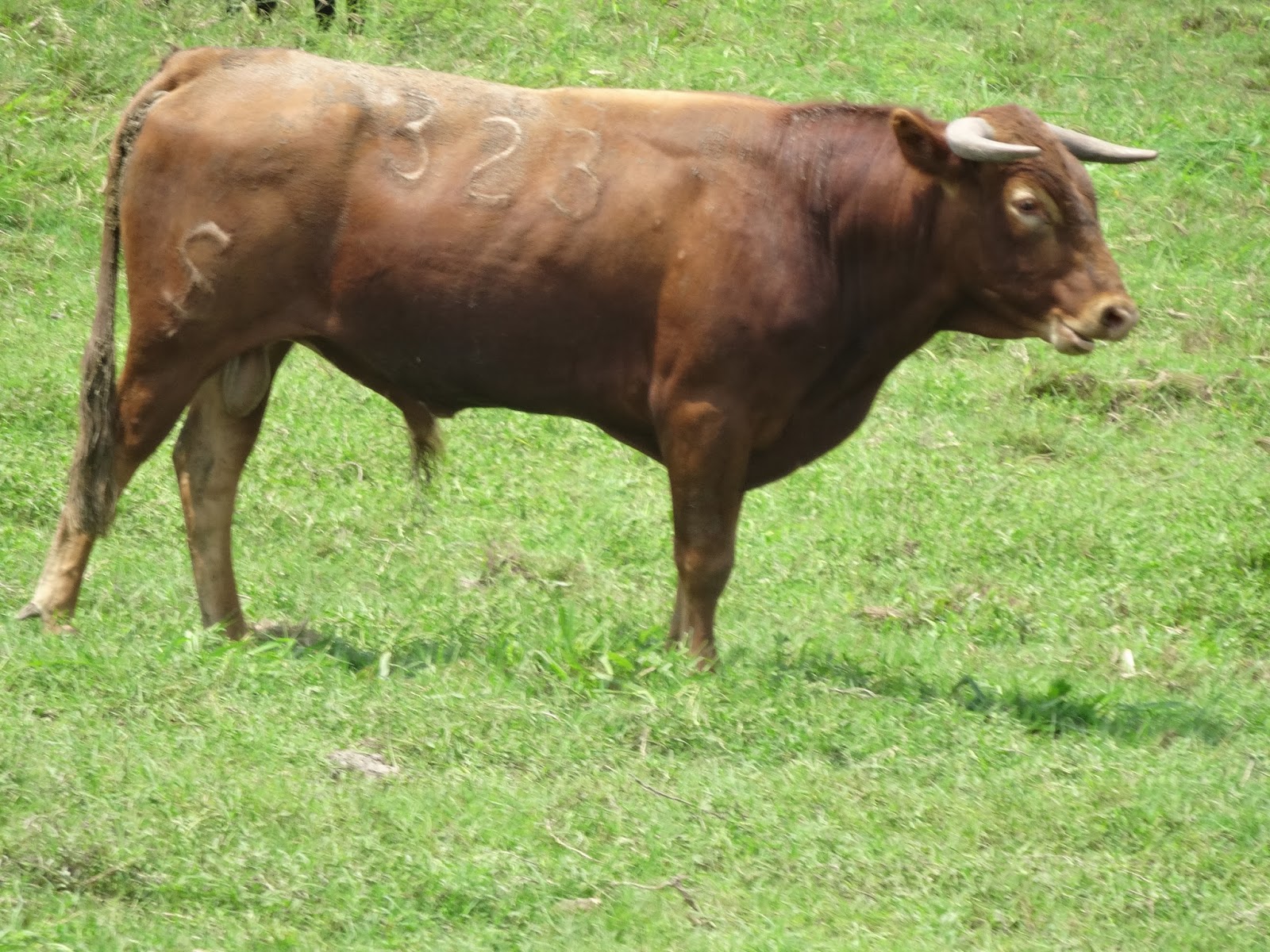 PANORAMA TAURINO DEL PERÚ: GRUPO TAURINO "AVE FÉNIX" RESEÑA TORO DE SAN ...