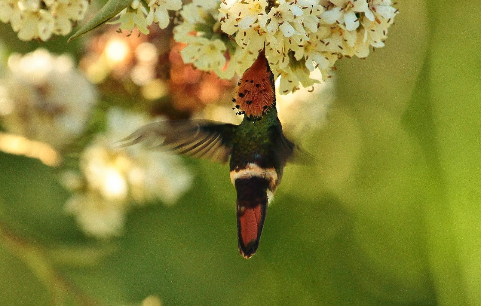Nuestro bello mundo...: Hummingbirds,Colibris, Pictures taken at Los ...