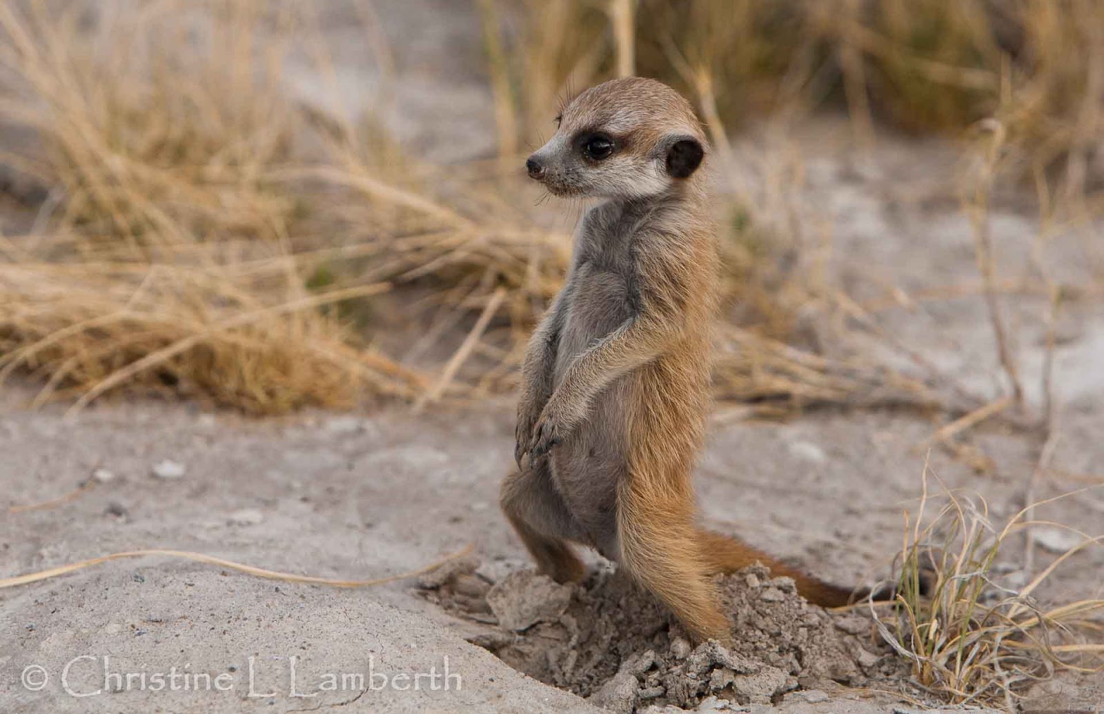 MEERKATS OF THE MAKGADIGADI PANS (Suricate – Suricata suricatta).