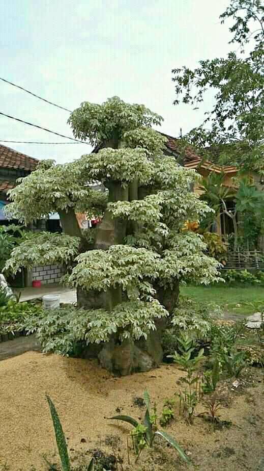 JUAL BONSAI RANDU VARIGATA | Jasa Pembuatan Taman